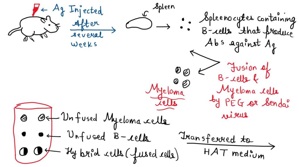 Hybridoma Technology Notes with diagrams