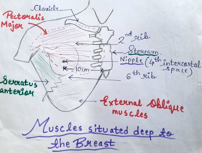 Breast Anatomy - Notes in Detail with simplest diagrams