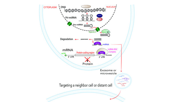 RNA interference and its Types - Notes with easiest Diagrams