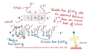 Wobble Hypothesis Notes With Easiest Explanation And Diagram