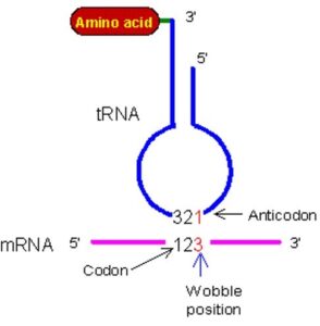 Wobble Hypothesis Notes With Easiest Explanation And Diagram