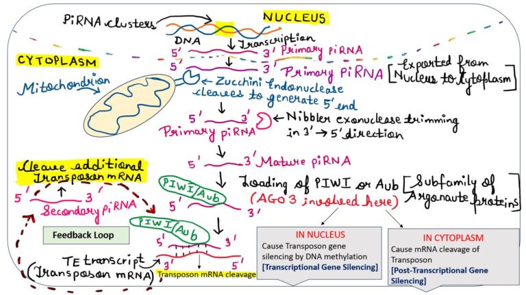 RNA interference and its Types - Notes with easiest Diagrams