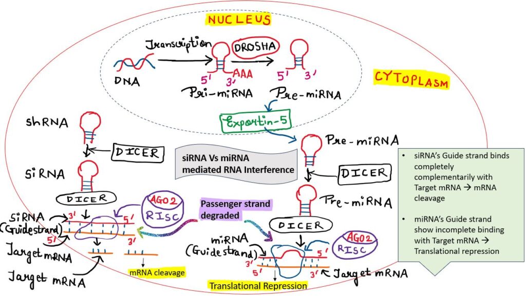 RNA interference and its Types - Notes with easiest Diagrams